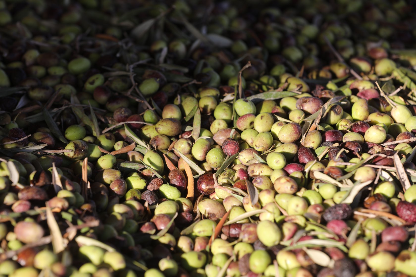 Guide to Tasting Olive Oils - Nettie's